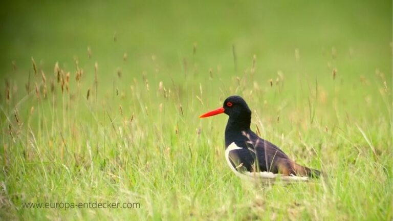 Island Tiere Überblick: Für diese Tiere ist Island bekannt (mit Bildern)