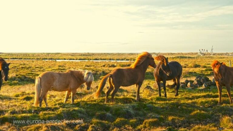 Island Tiere Überblick: Für diese Tiere ist Island bekannt (mit Bildern)