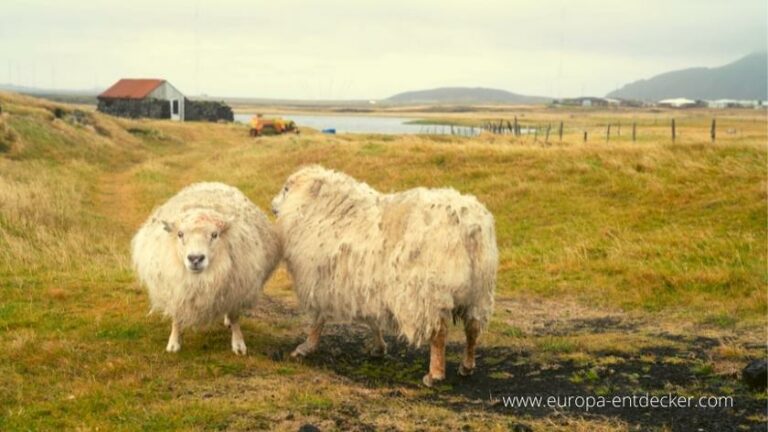 Island Tiere Überblick: Für diese Tiere ist Island bekannt (mit Bildern)