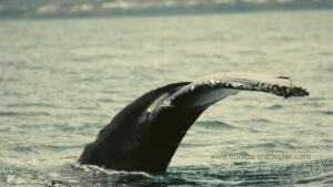 Island Tiere Überblick: Für diese Tiere ist Island bekannt (mit Bildern)